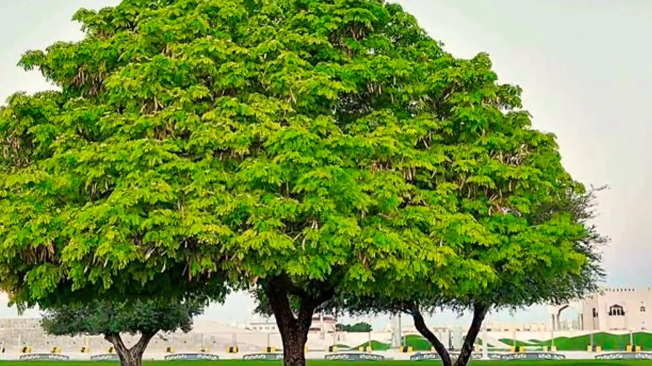 افضل شجر للبيت إليكم أفضل الأنواع – مشاهير